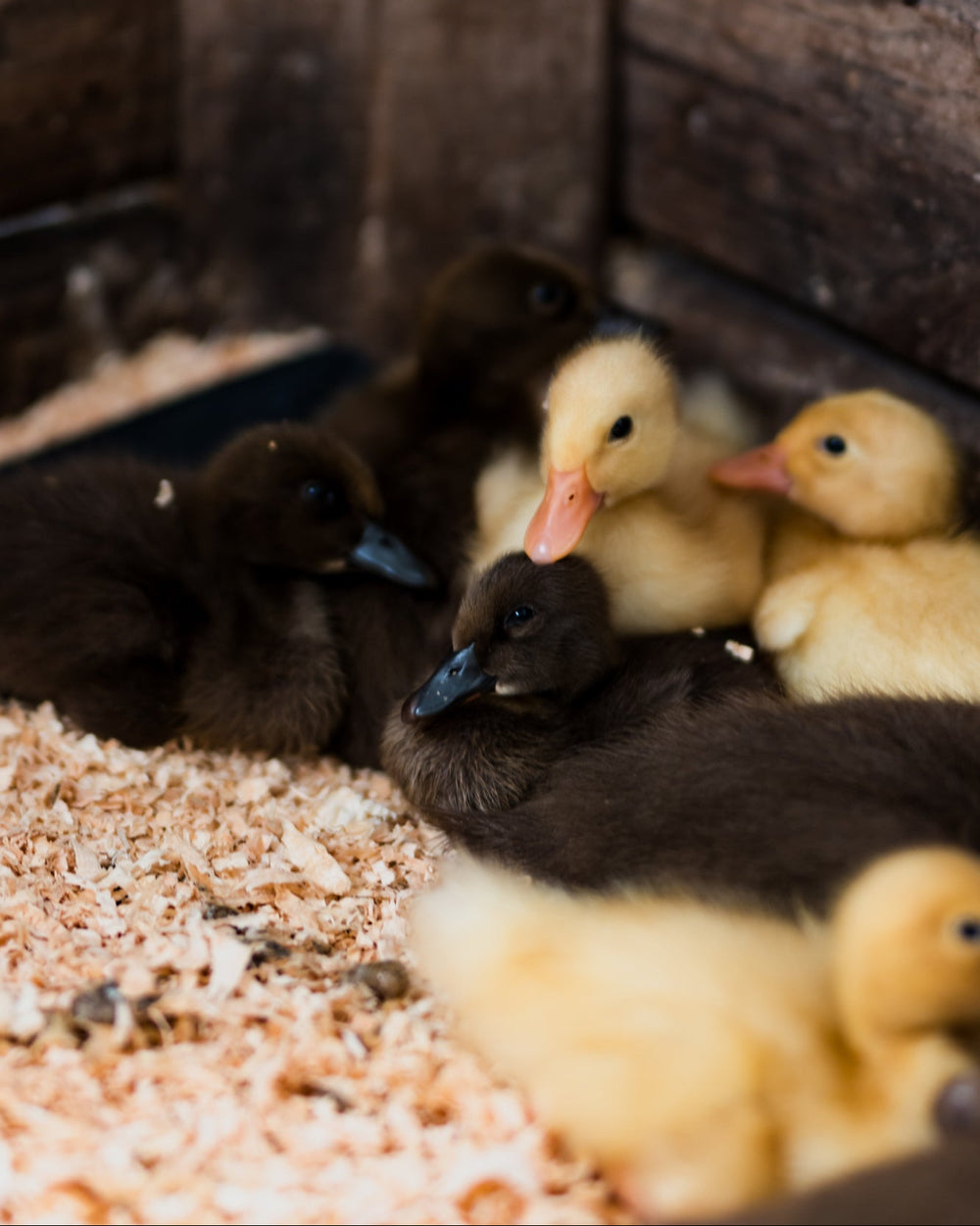 Brookies Capalaba Store - Brookies Rural Traders
