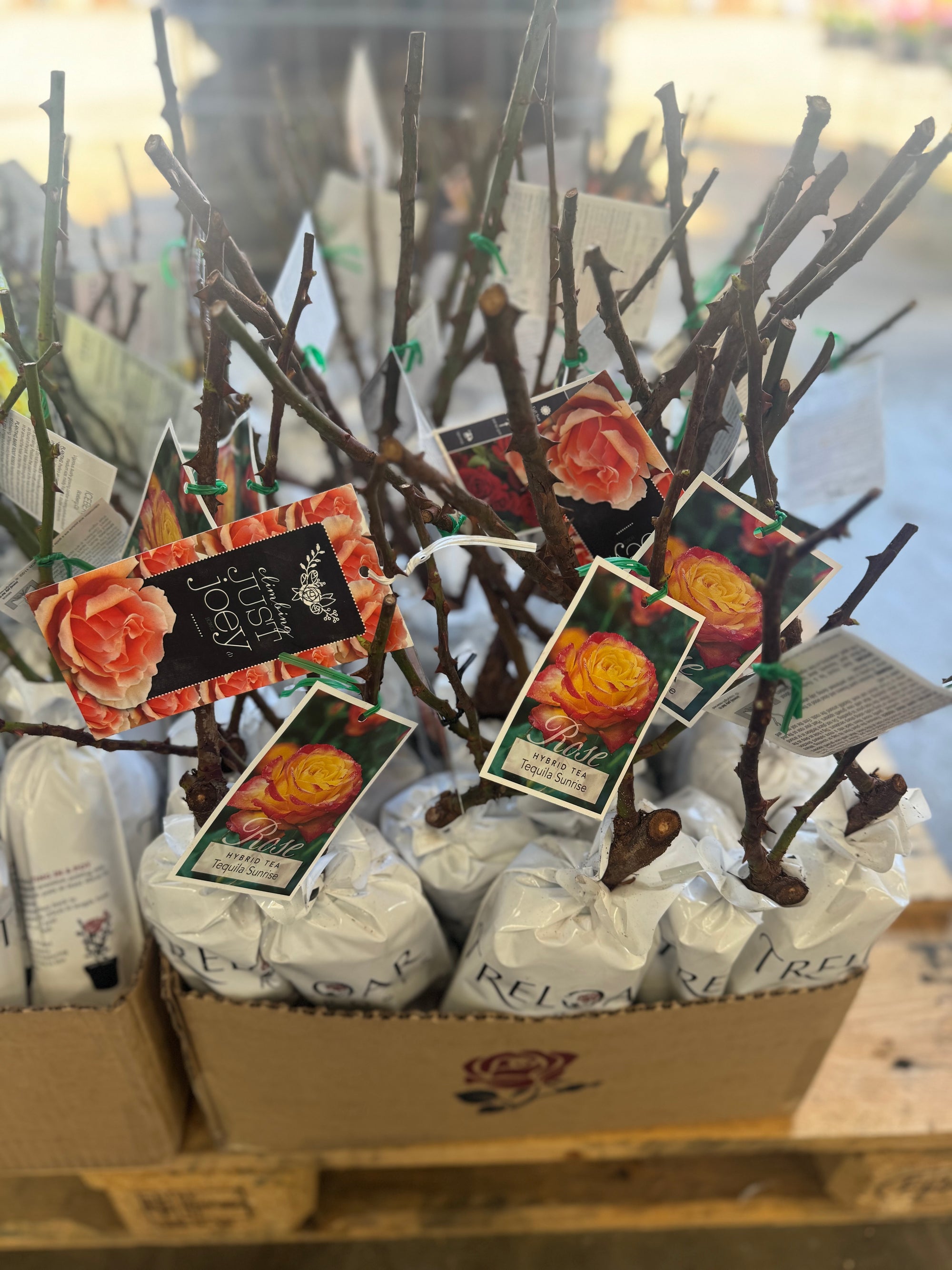 Bagged Bare Root Roses - Brookies Rural Traders