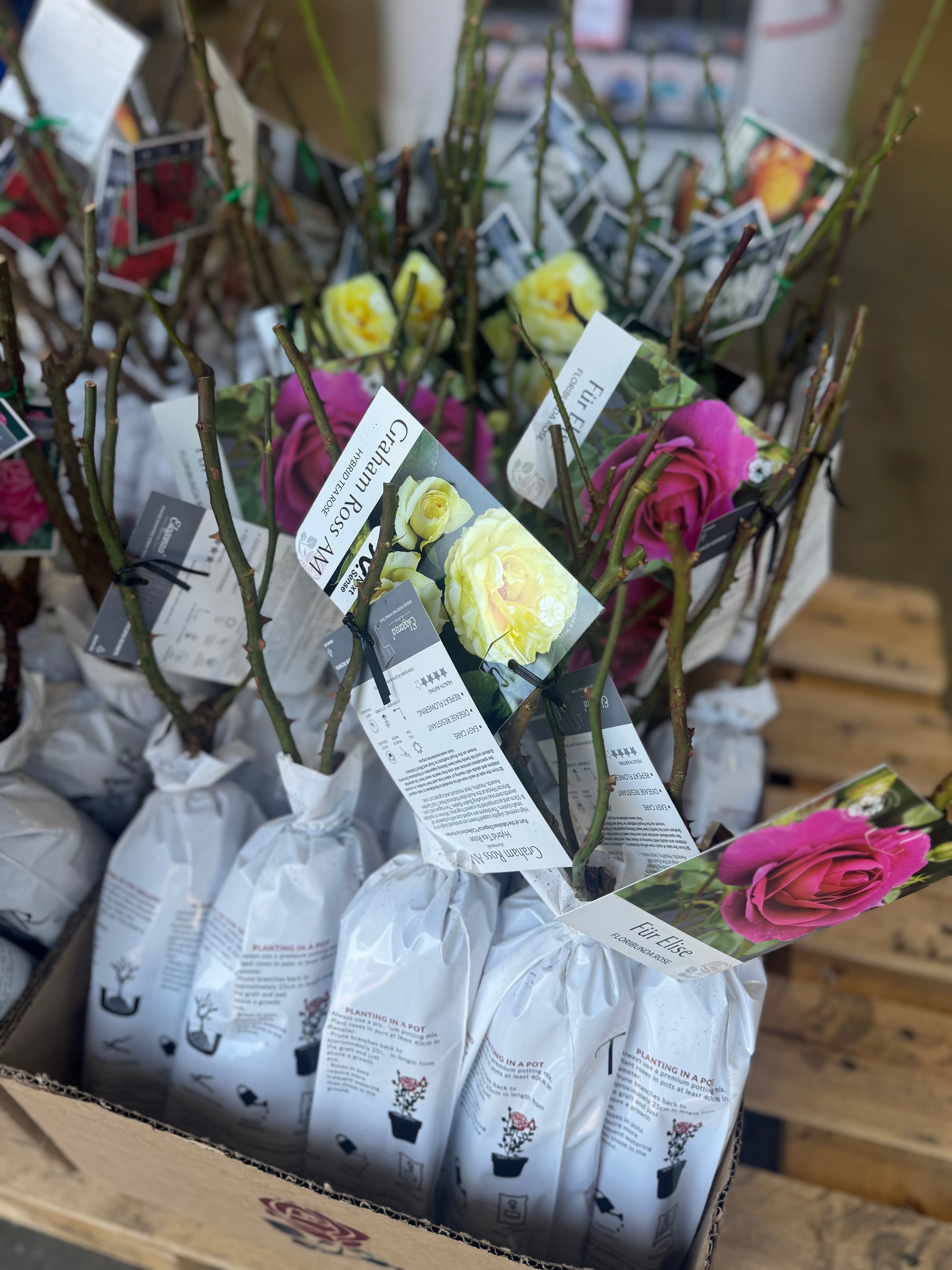 Bagged Bare Root Roses - Brookies Rural Traders