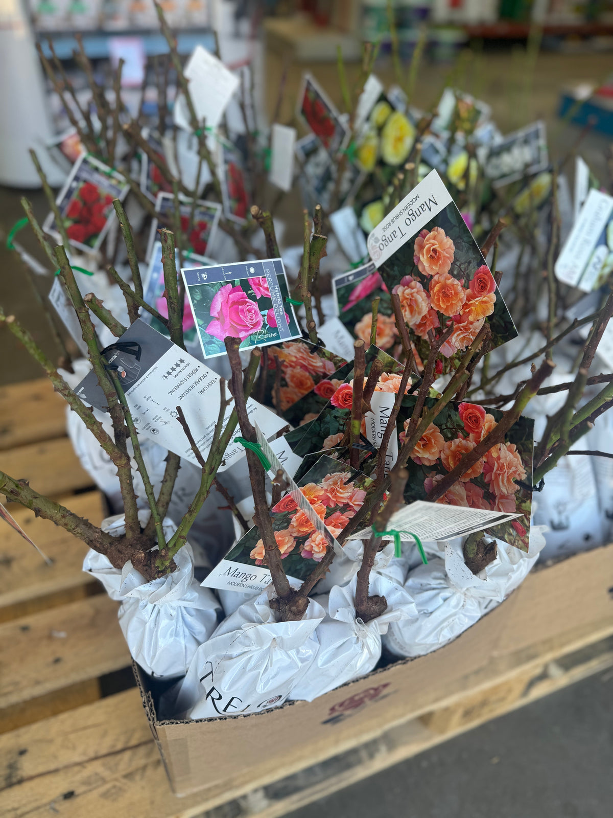 Bagged Bare Root Roses - Brookies Rural Traders