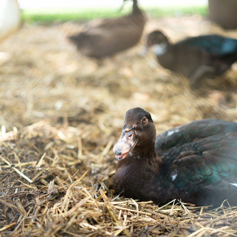 Brookfield Produce & Pet Store - Brookies Rural Traders