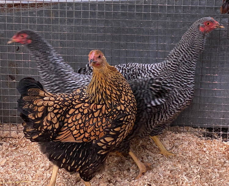 Brookies Samford Store - Brookies Rural Traders