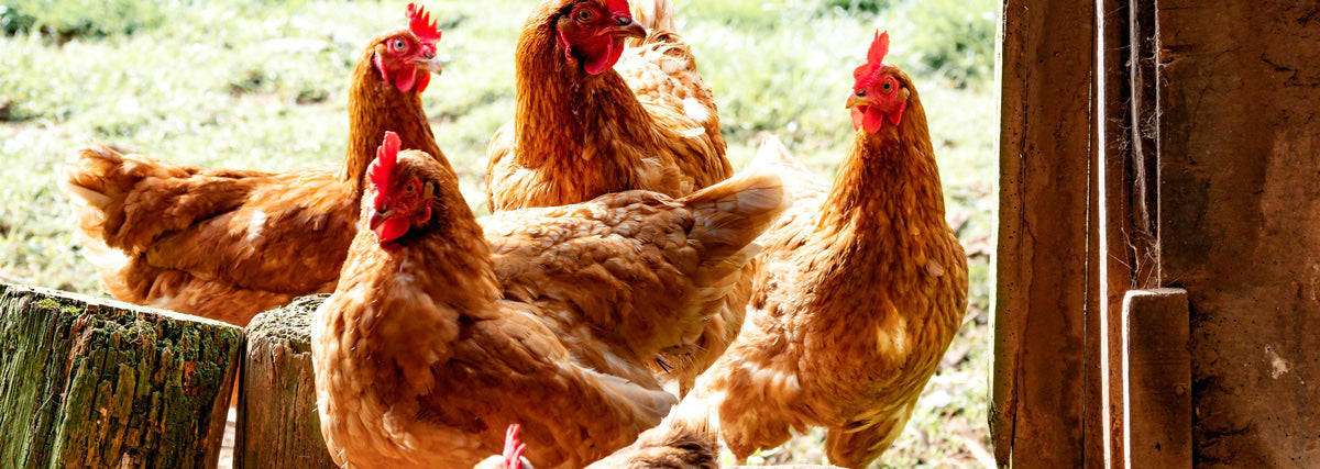 Chickens For Sale Brisbane - Brookies Rural Traders
