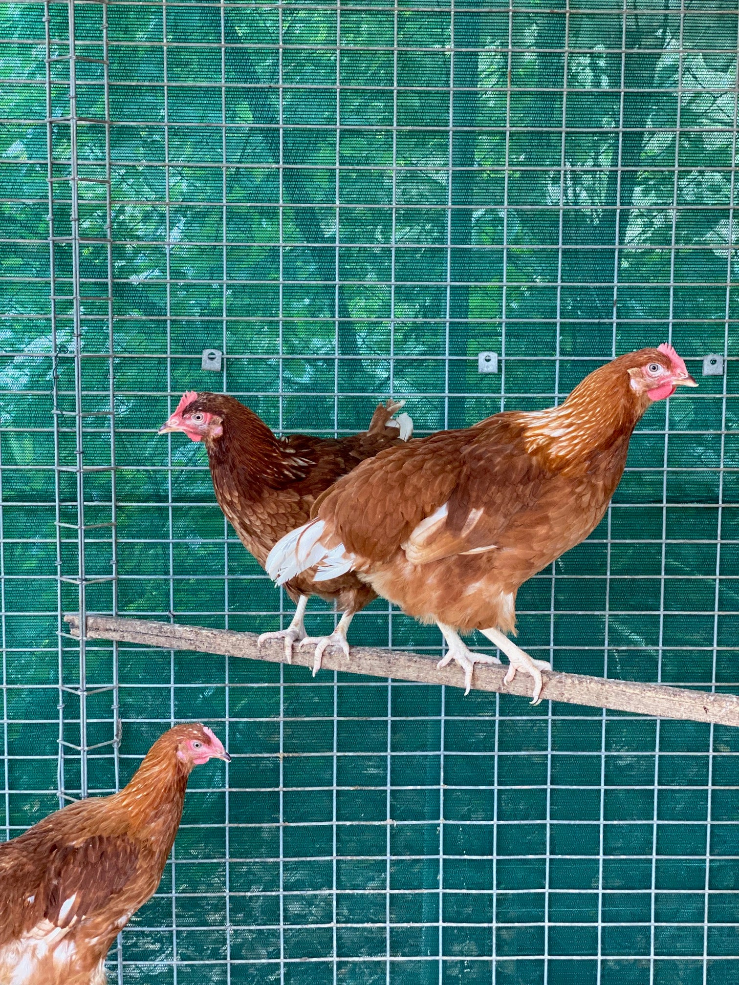 Point of Lay Hybrid Chickens (All Colours) - Brookies Rural Traders